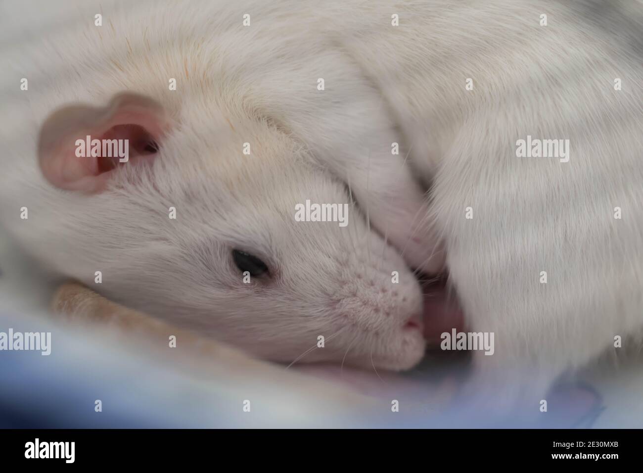 Curled rat hi-res stock photography and images - Alamy