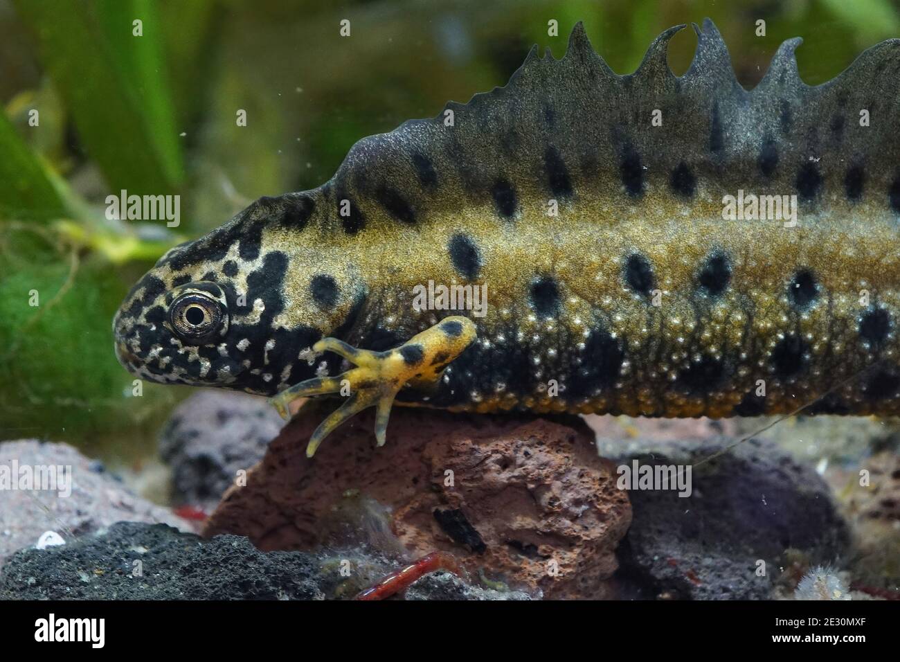 Close up of a colorful adult male Danube crested newt, Triturus ...
