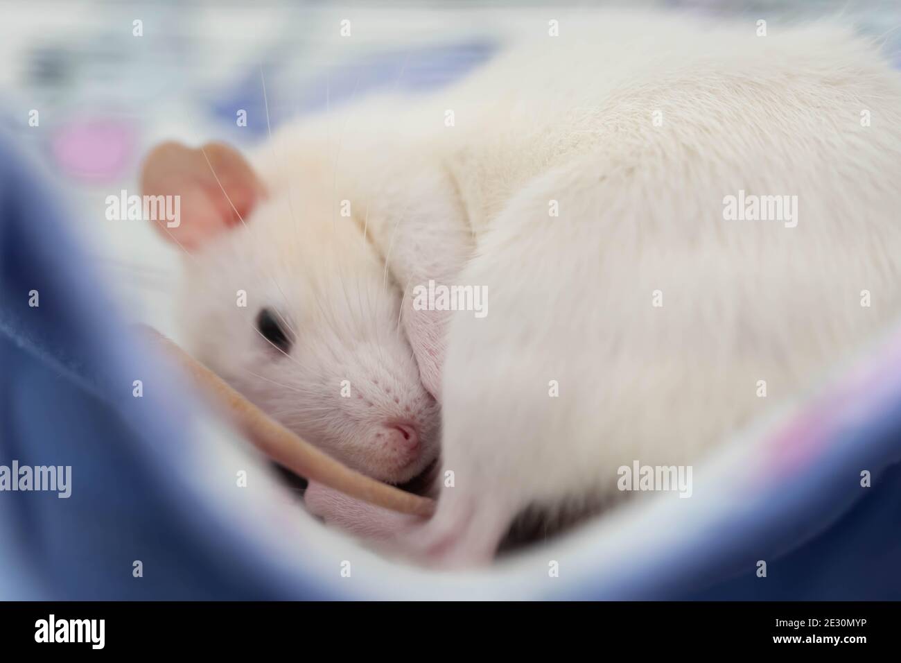 A cute white rat sleeps curled up in a ball Stock Photo - Alamy