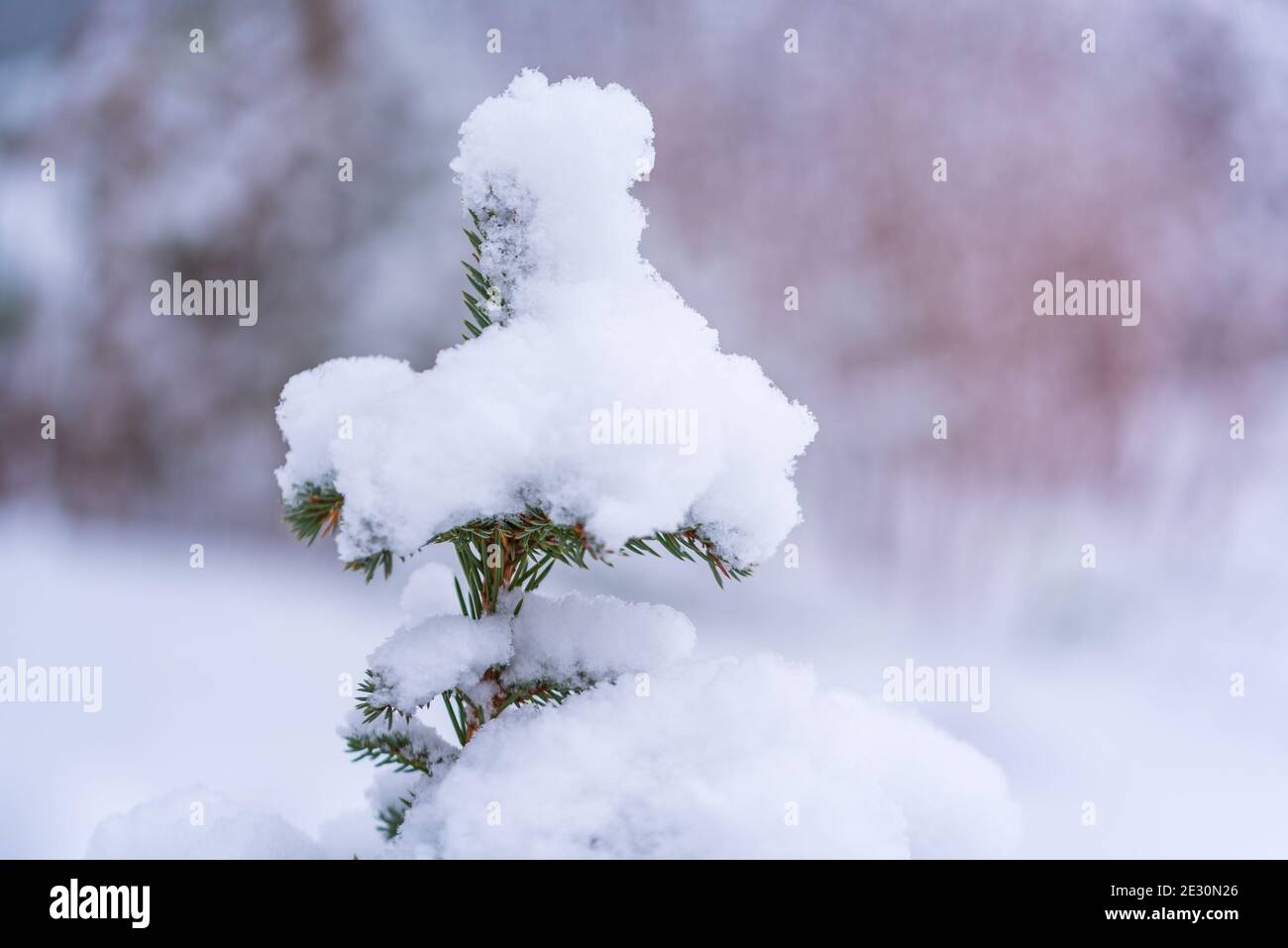 Christmas tree covered with snow. Twigs with needles covered with white ...