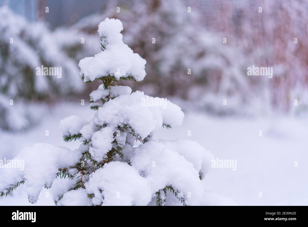 Christmas tree covered with snow. Twigs with needles covered with white ...