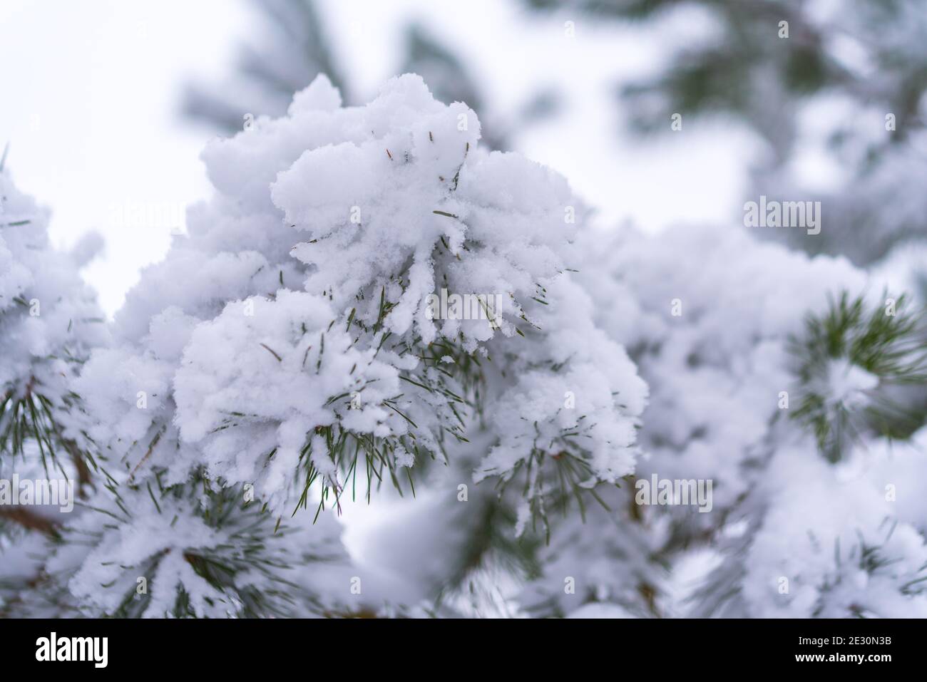 Christmas tree covered with snow. Twigs with needles covered with white ...