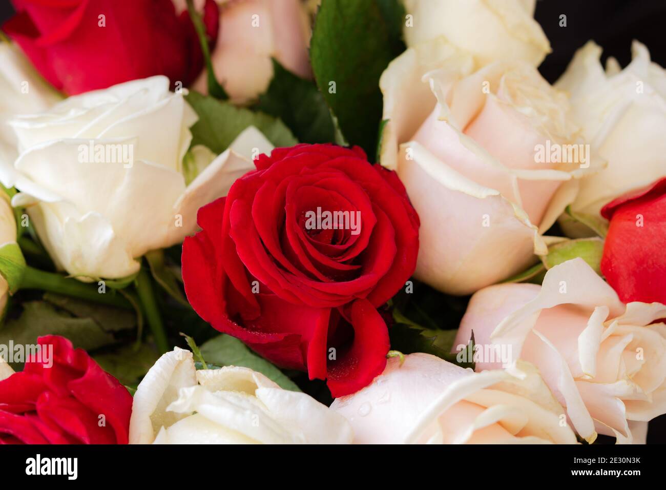 Red And White Roses Frame