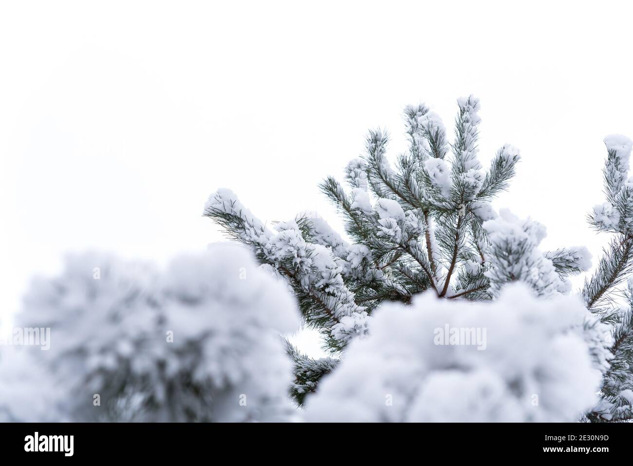 Christmas tree covered with snow. Twigs with needles covered with white ...