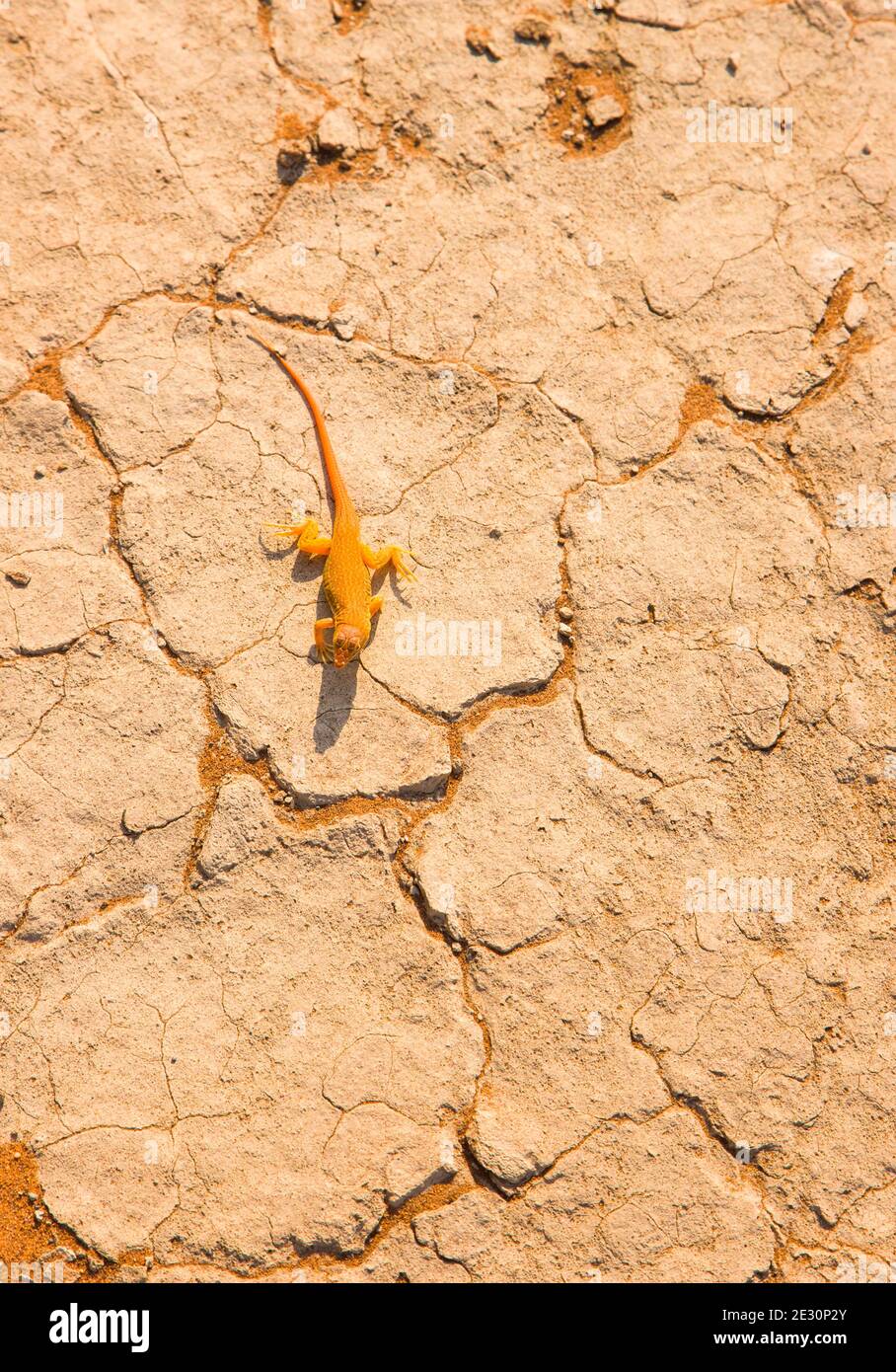 Lagarto de dunas (Meroles anchietae), Desierto Namib, Namibia, Africa ...
