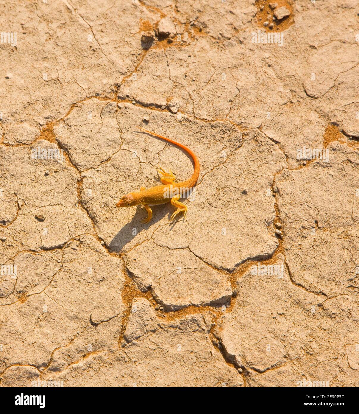 Lagarto de dunas (Meroles anchietae) Desierto Namib Namibia Africa ...