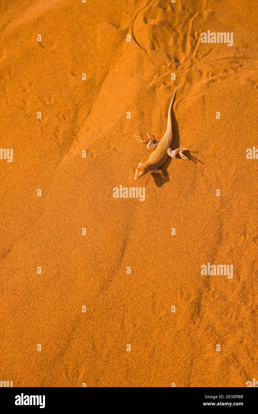 Lagarto de dunas (Meroles anchietae) Desierto Namib Namibia Africa ...