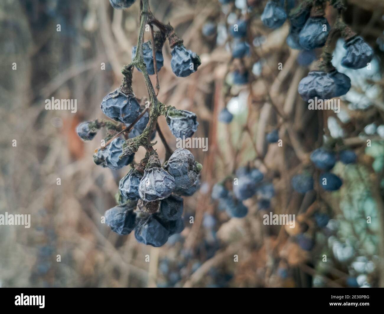 Shriveled grapes hi-res stock photography and images - Alamy