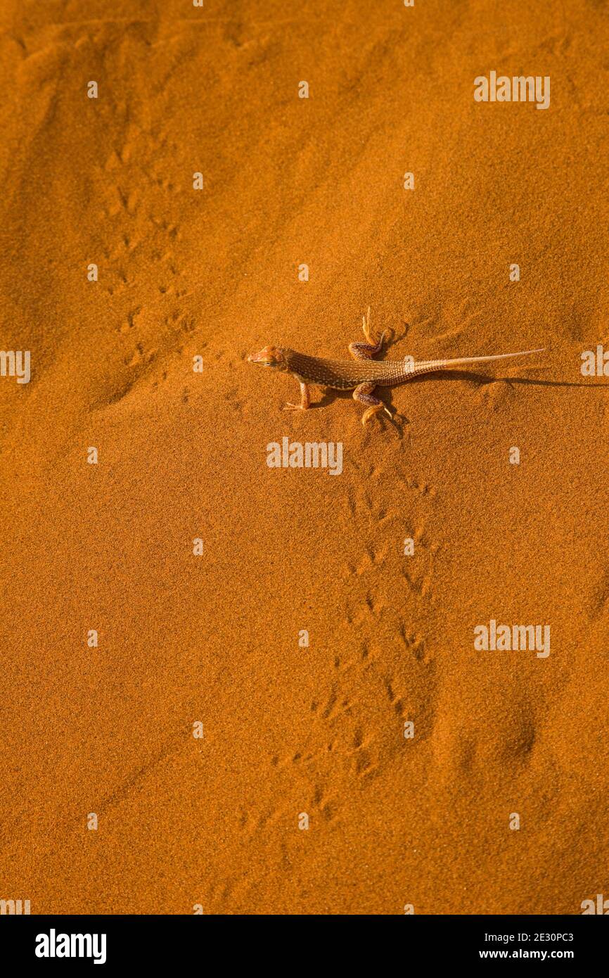 Lagarto de dunas (Meroles anchietae) Desierto Namib Namibia Africa ...