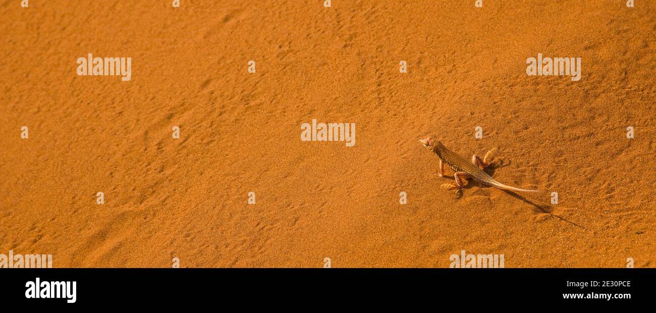 Lagarto de dunas (Meroles anchietae) Desierto Namib Namibia Africa ...