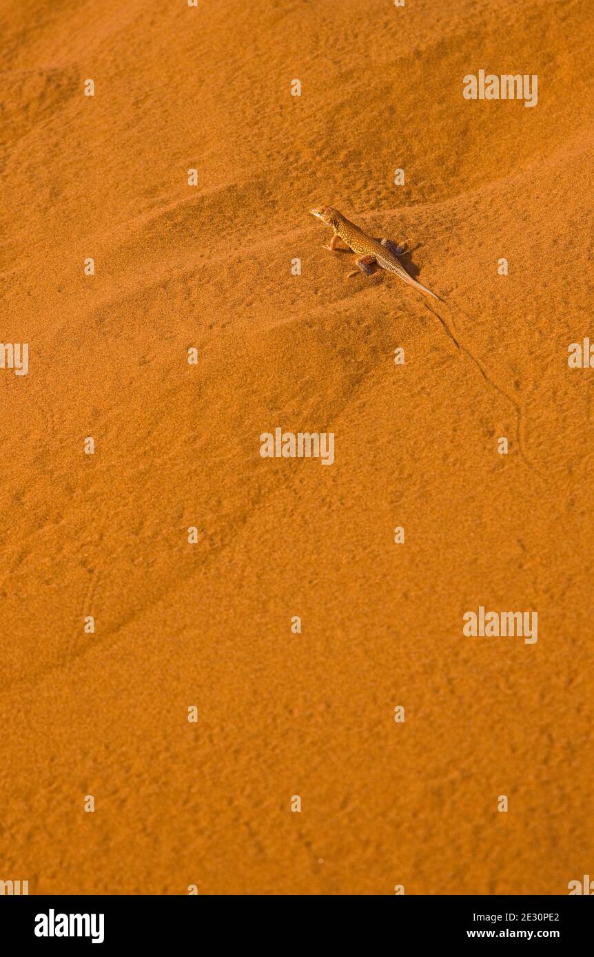 Lagarto de dunas (Meroles anchietae) Desierto Namib Namibia Africa ...