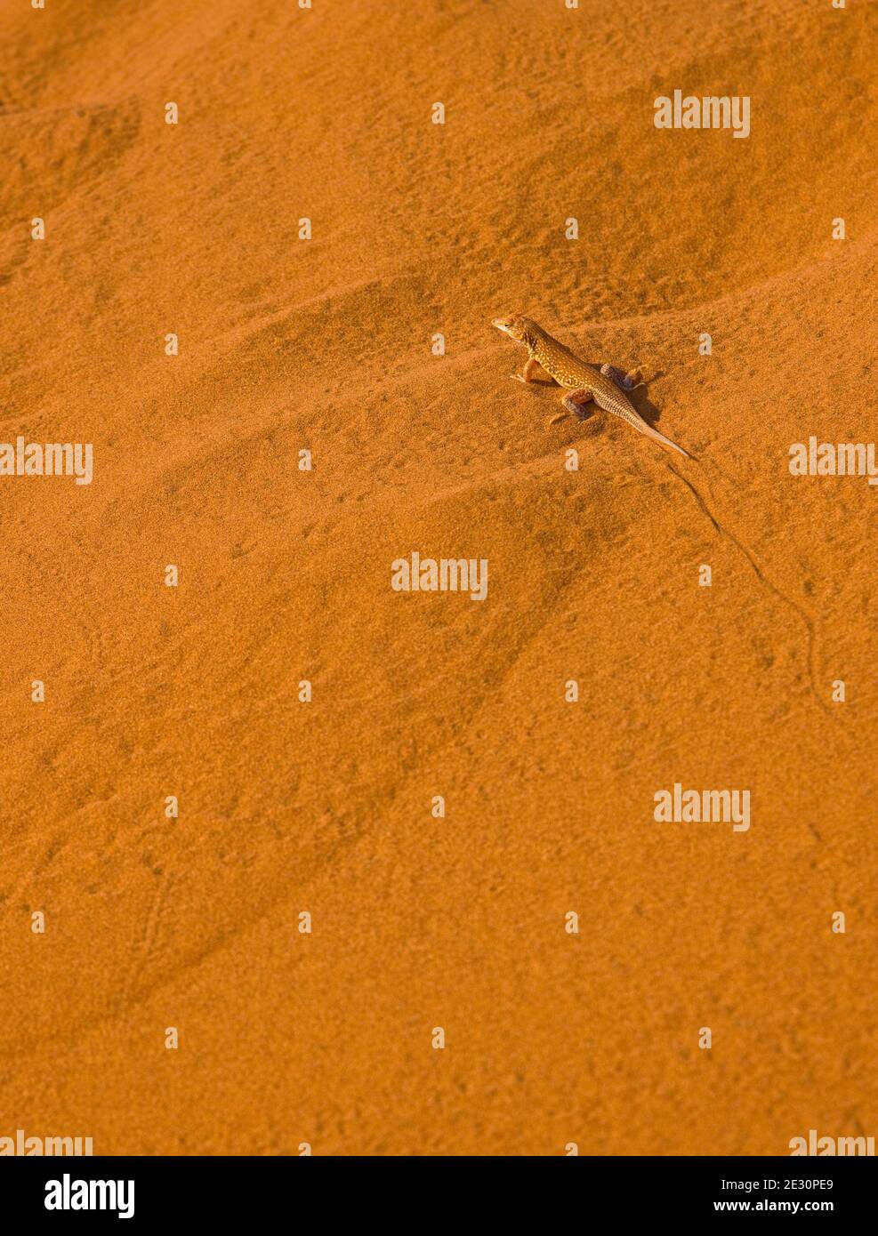 Lagarto de dunas (Meroles anchietae) Desierto Namib Namibia Africa ...