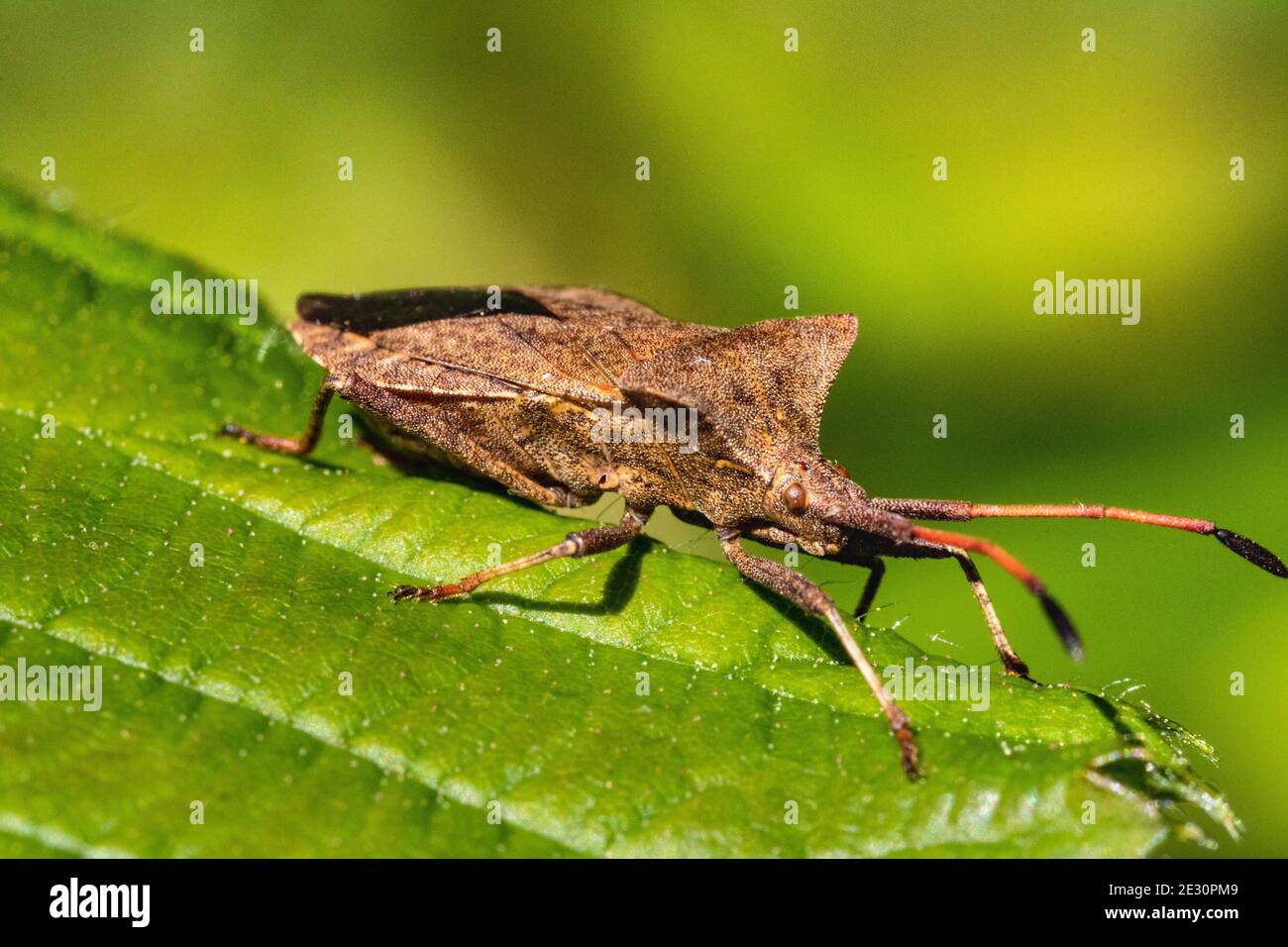 Macro Detail of a Common Green Shield Bug (Palomena prasina) in Winter ...