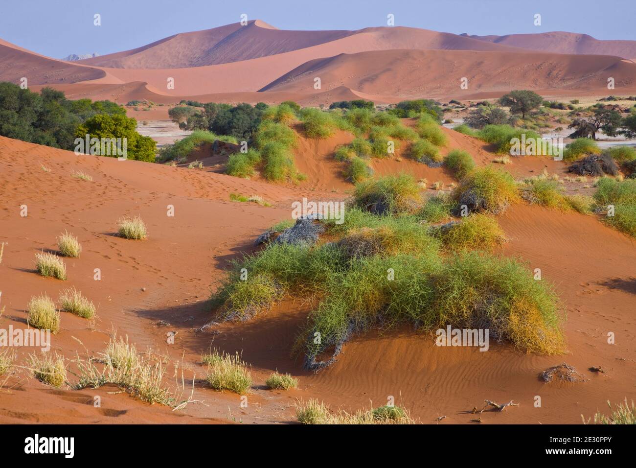 Sossus Vlei Sesriem Desierto Namib Namibia Africa Stock Photo - Alamy