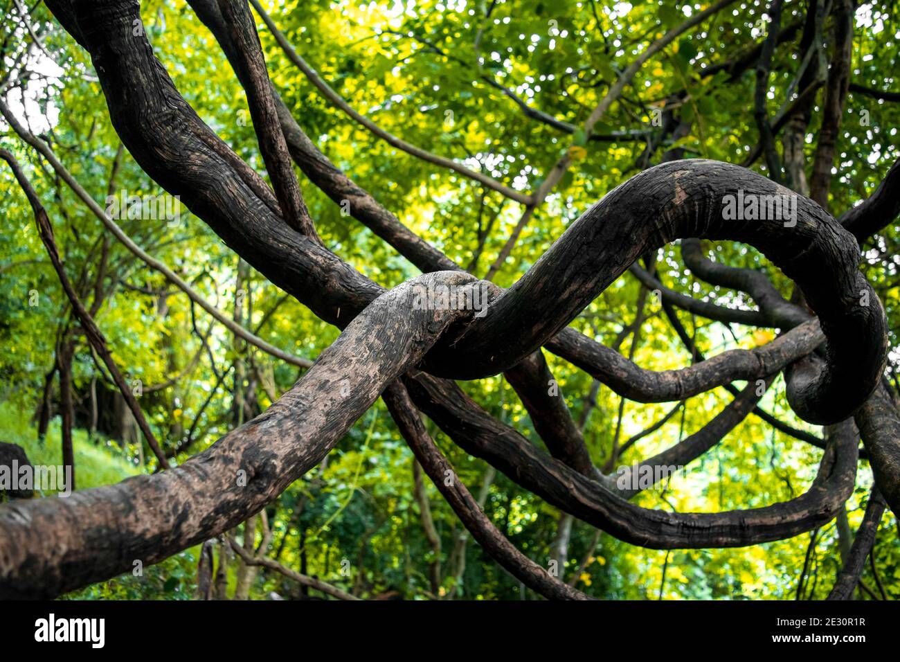 Twisted vine tree hi-res stock photography and images - Alamy