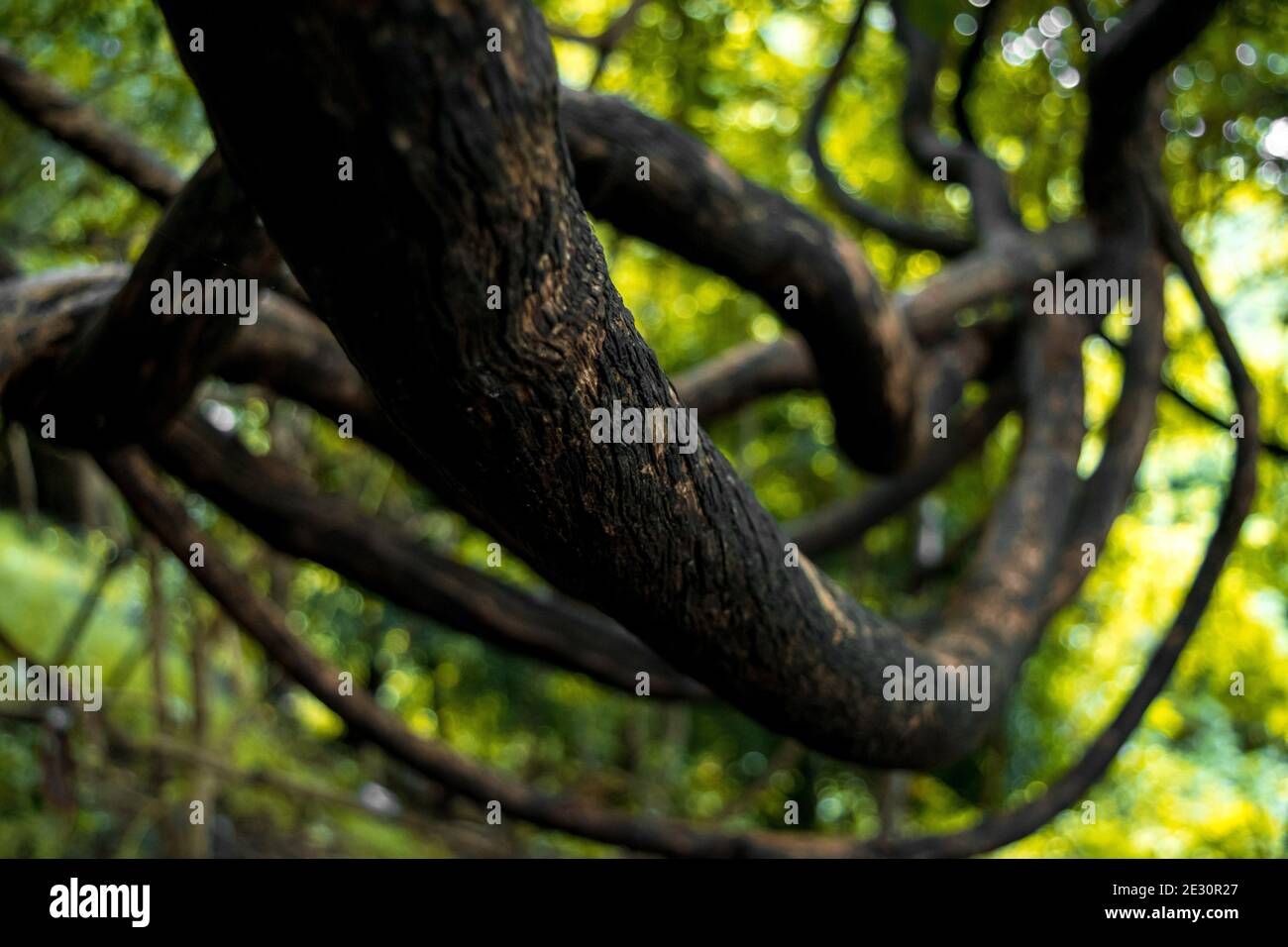 Twisted tree vine hi-res stock photography and images - Alamy