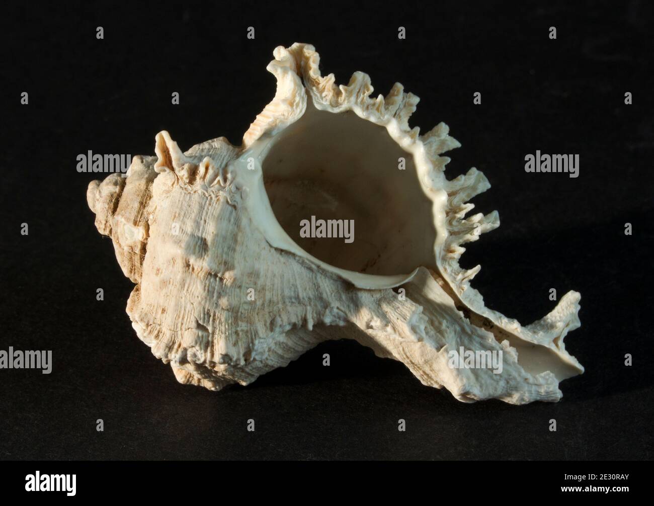 Shell Structure High Resolution Stock Photography and Images - Alamy