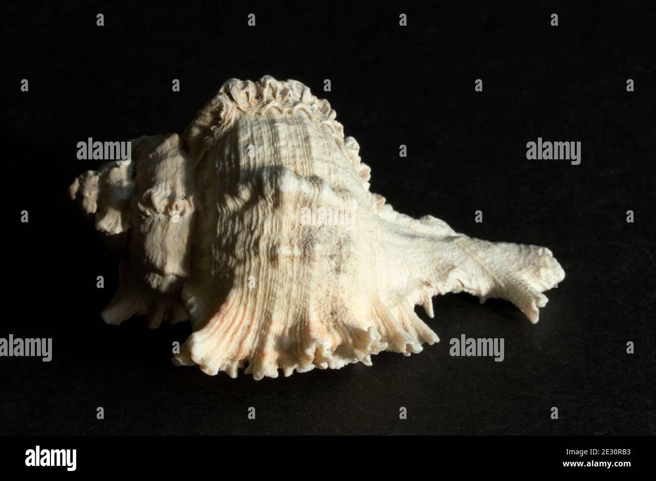 A large family of thick shelled, spired and carnivorous molluscs. Rock ...