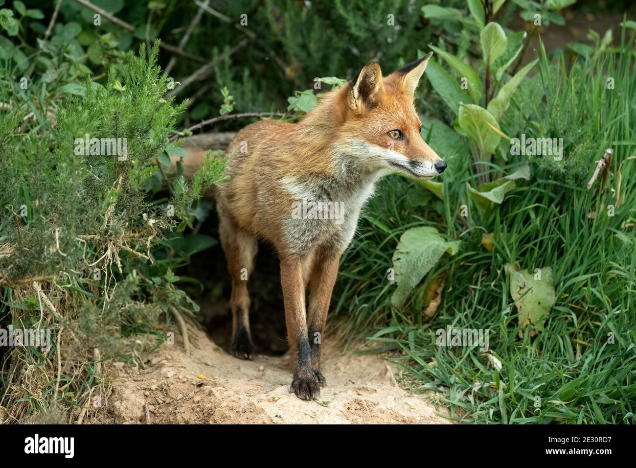 Red Fox On The Prowl High Resolution Stock Photography and Images - Alamy