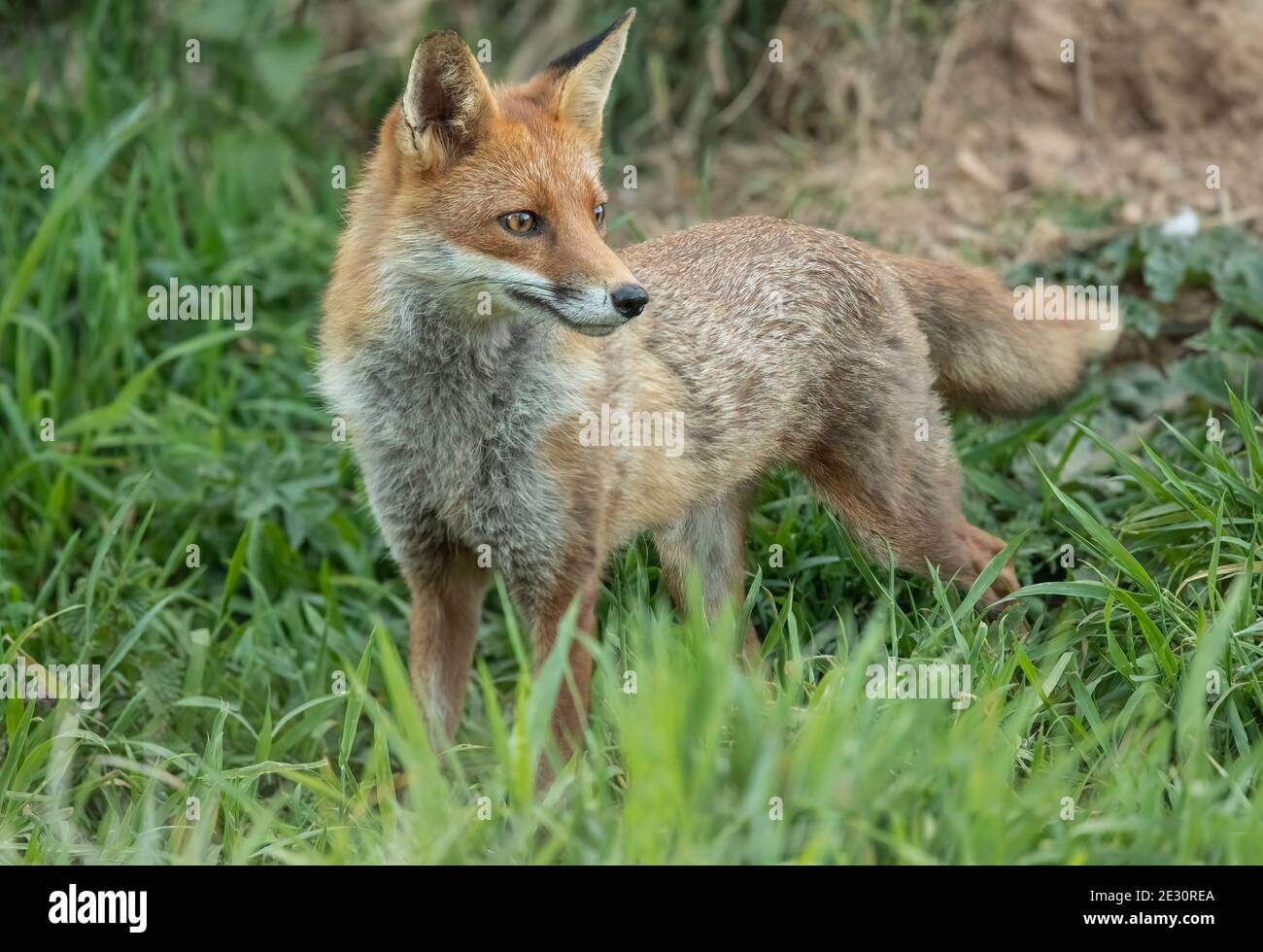Red fox on the prowl hi-res stock photography and images - Alamy