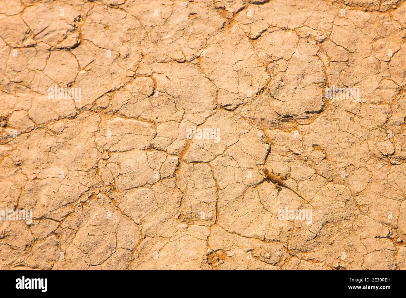 Lagarto de dunas (Meroles anchietae), Desierto Namib, Namibia, Africa ...