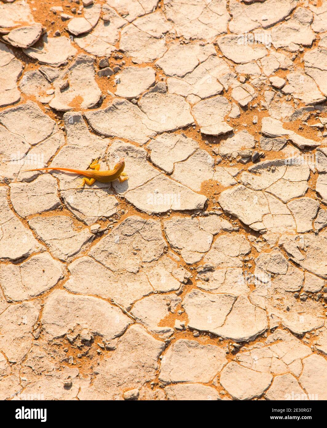 Lagarto de dunas (Meroles anchietae), Desierto Namib, Namibia, Africa ...