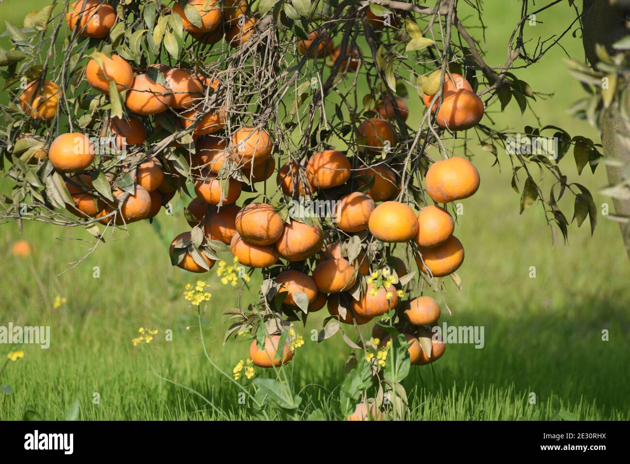 The orange is the fruit of various citrus species in the family ...
