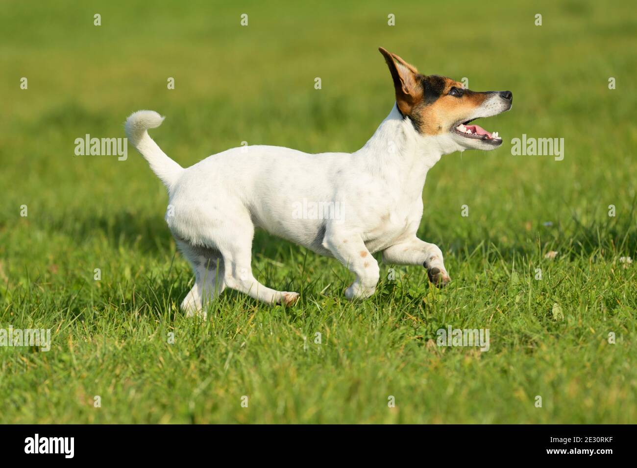 Jack russell terrier dog running hi-res stock photography and images ...