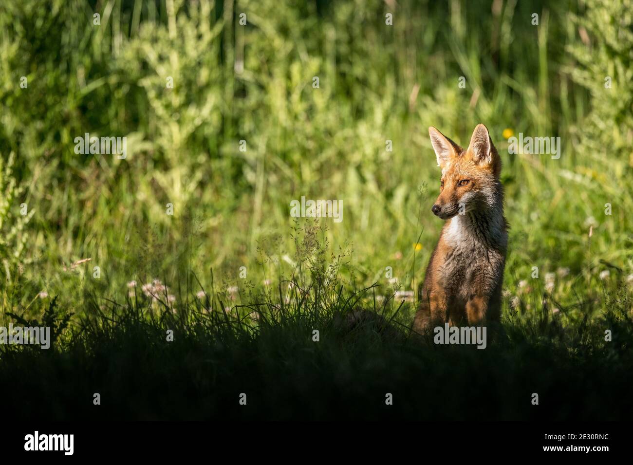Red Fox On The Prowl High Resolution Stock Photography and Images - Alamy