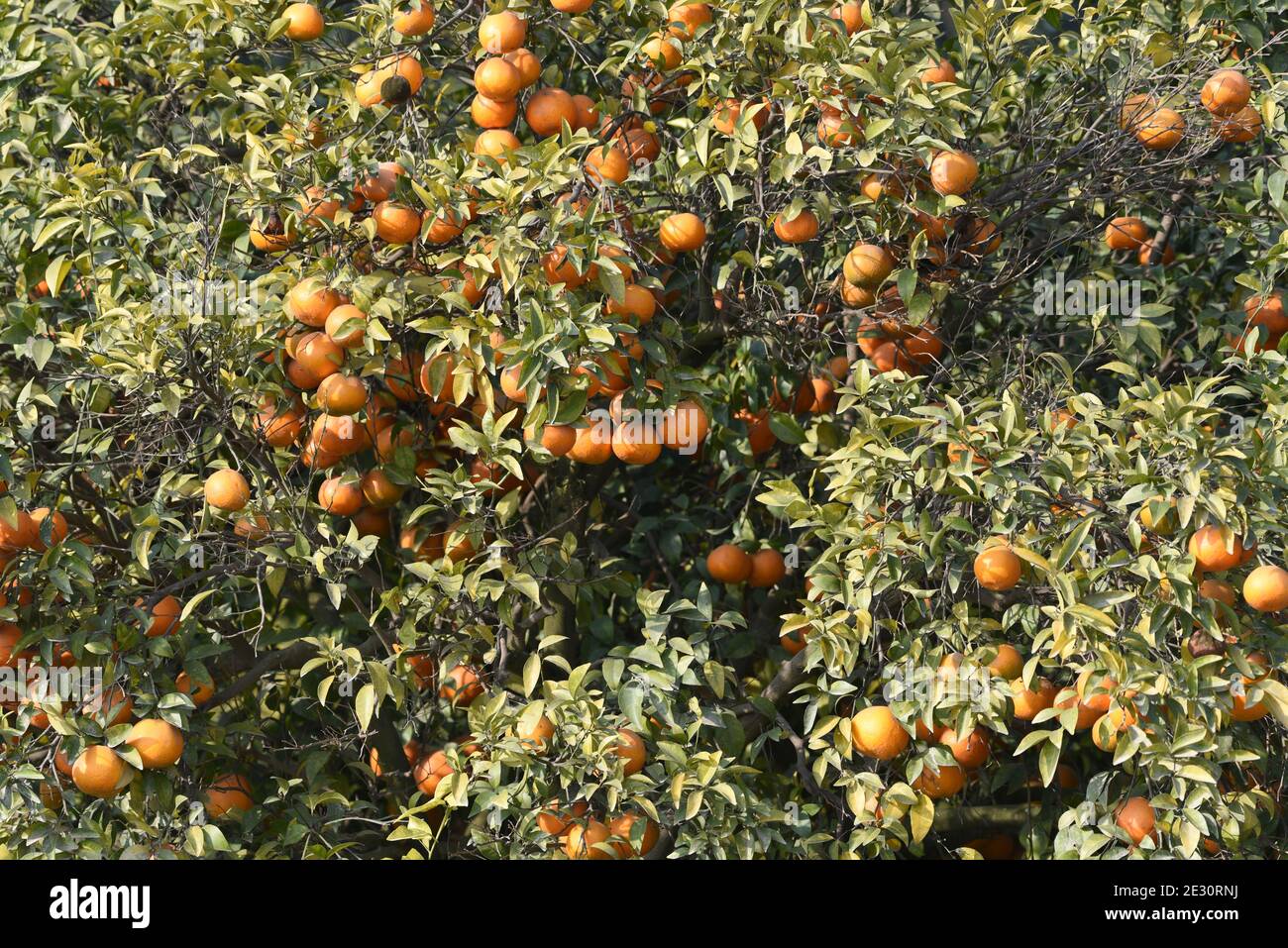 The orange is the fruit of various citrus species in the family ...