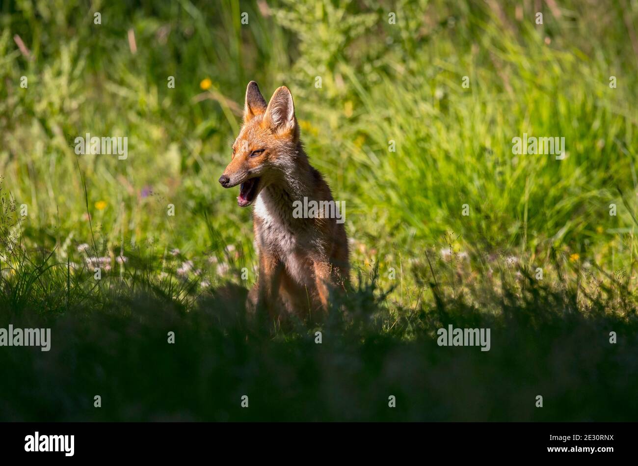 Red Fox On The Prowl High Resolution Stock Photography and Images - Alamy