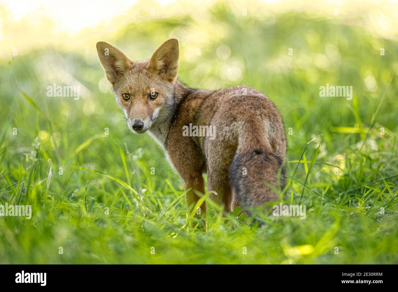 Fox on the prowl, looking for food in a field in Scotland, u.k Stock ...