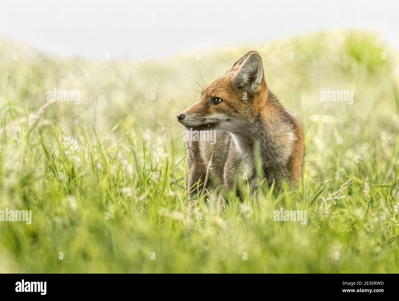 Red Fox On The Prowl High Resolution Stock Photography and Images - Alamy