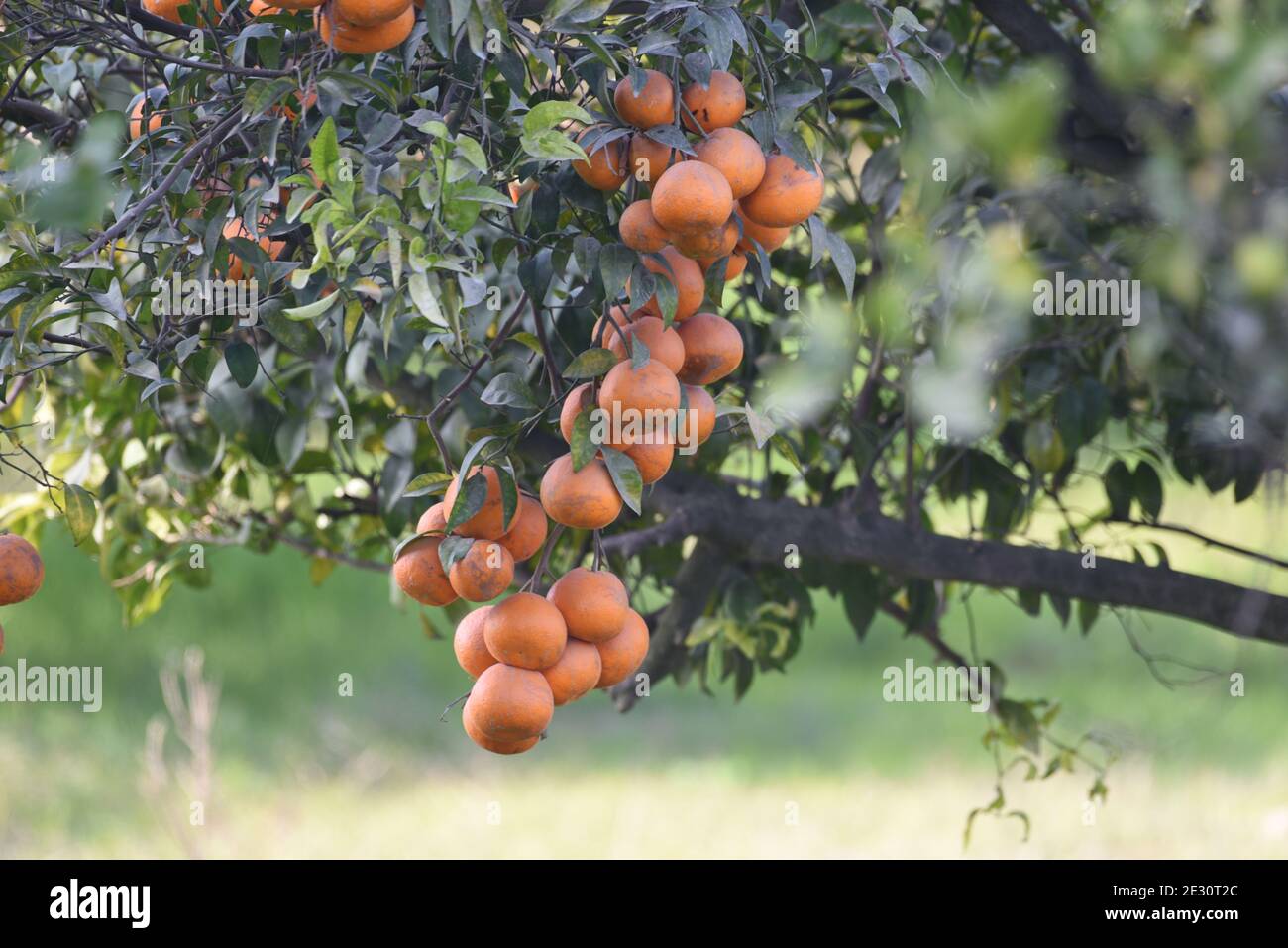 The orange is the fruit of various citrus species in the family ...