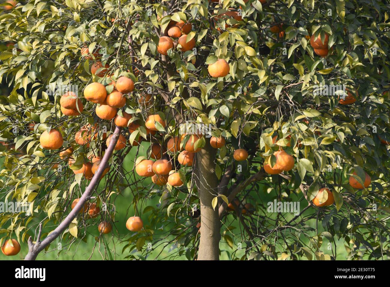 Citrus × sinensis, also known as the Citrus sinensis, includes the ...