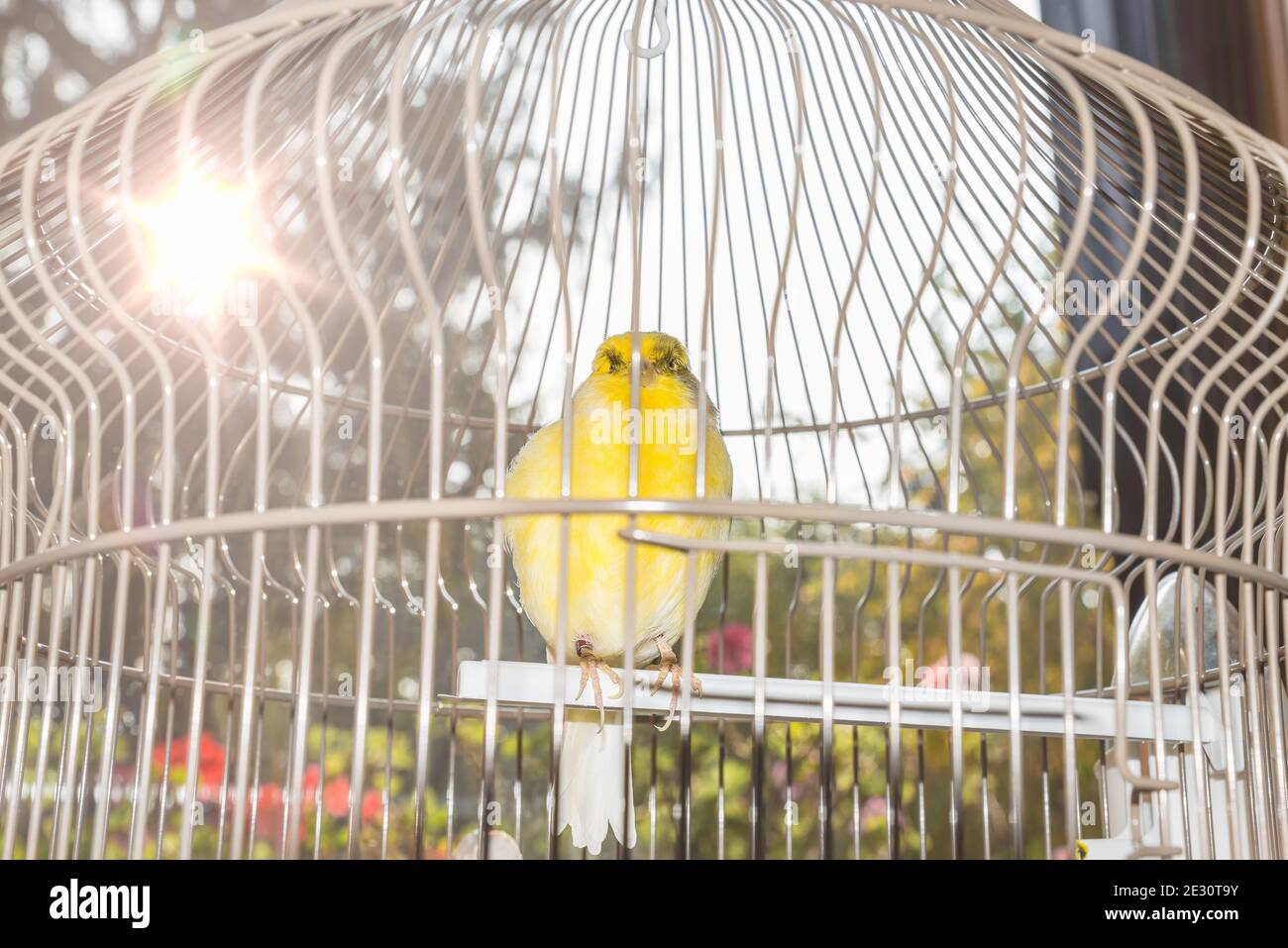 Yellow canary (Serinus canaria) in cage, small domestic bird backlit ...