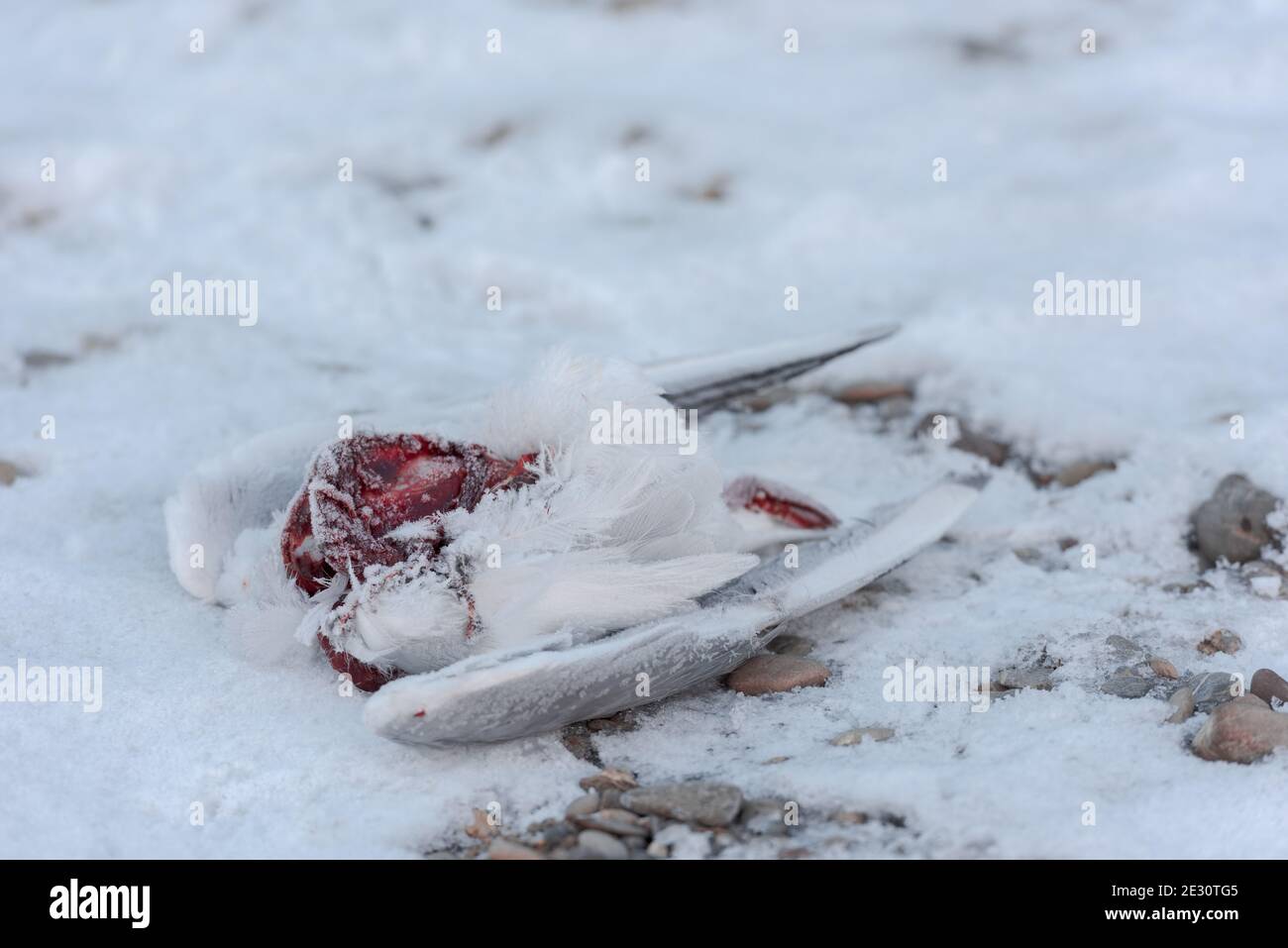 Headless Bird High Resolution Stock Photography and Images - Alamy