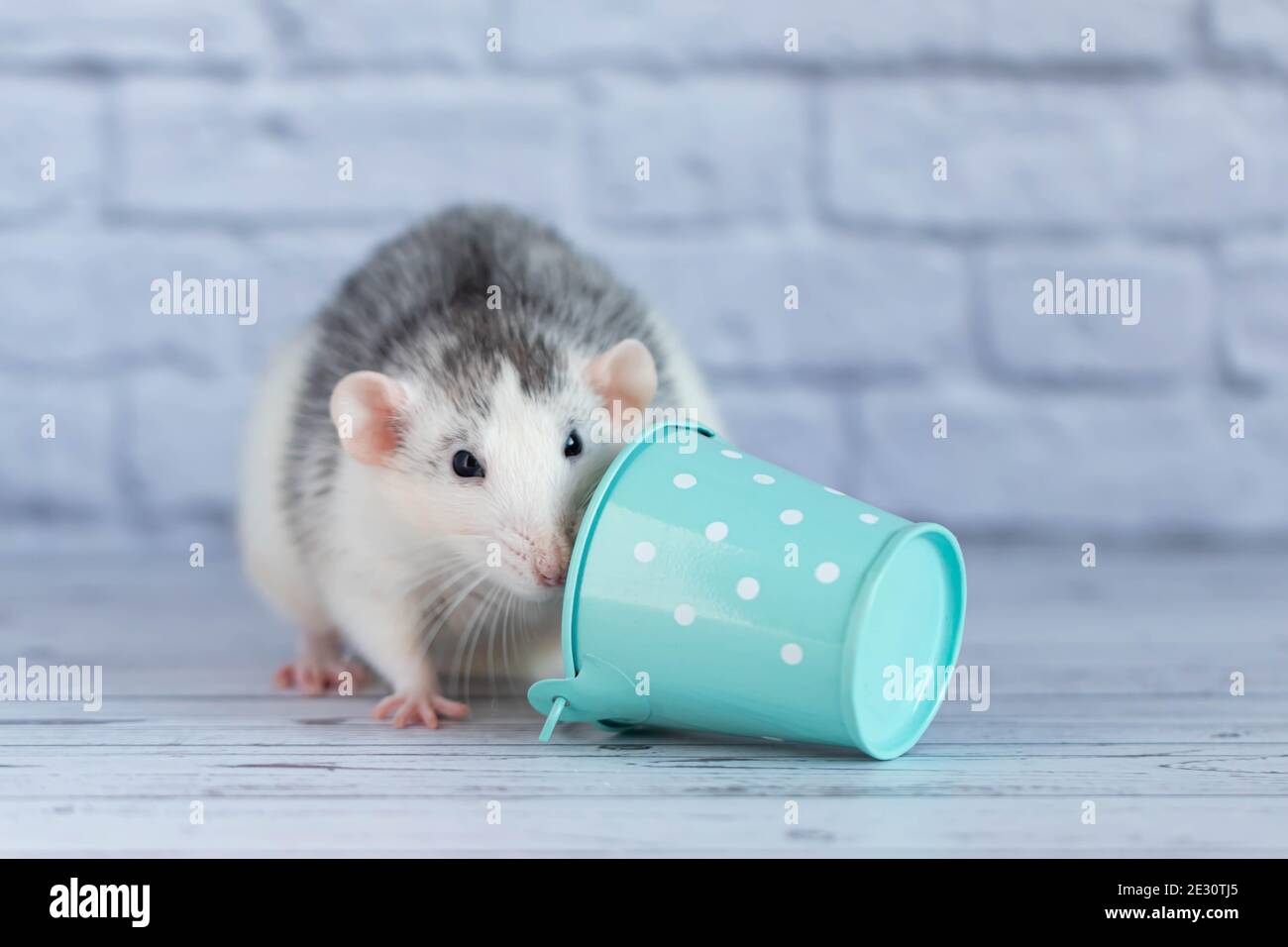 Decorative gray cute rat put its head in a bucket. Against the ...