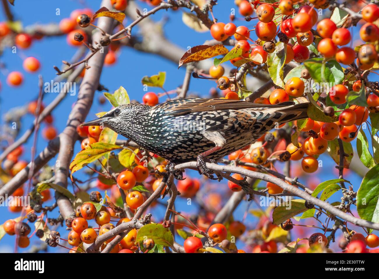 Starling eats fruits hidden in apple tree Stock Photo - Alamy