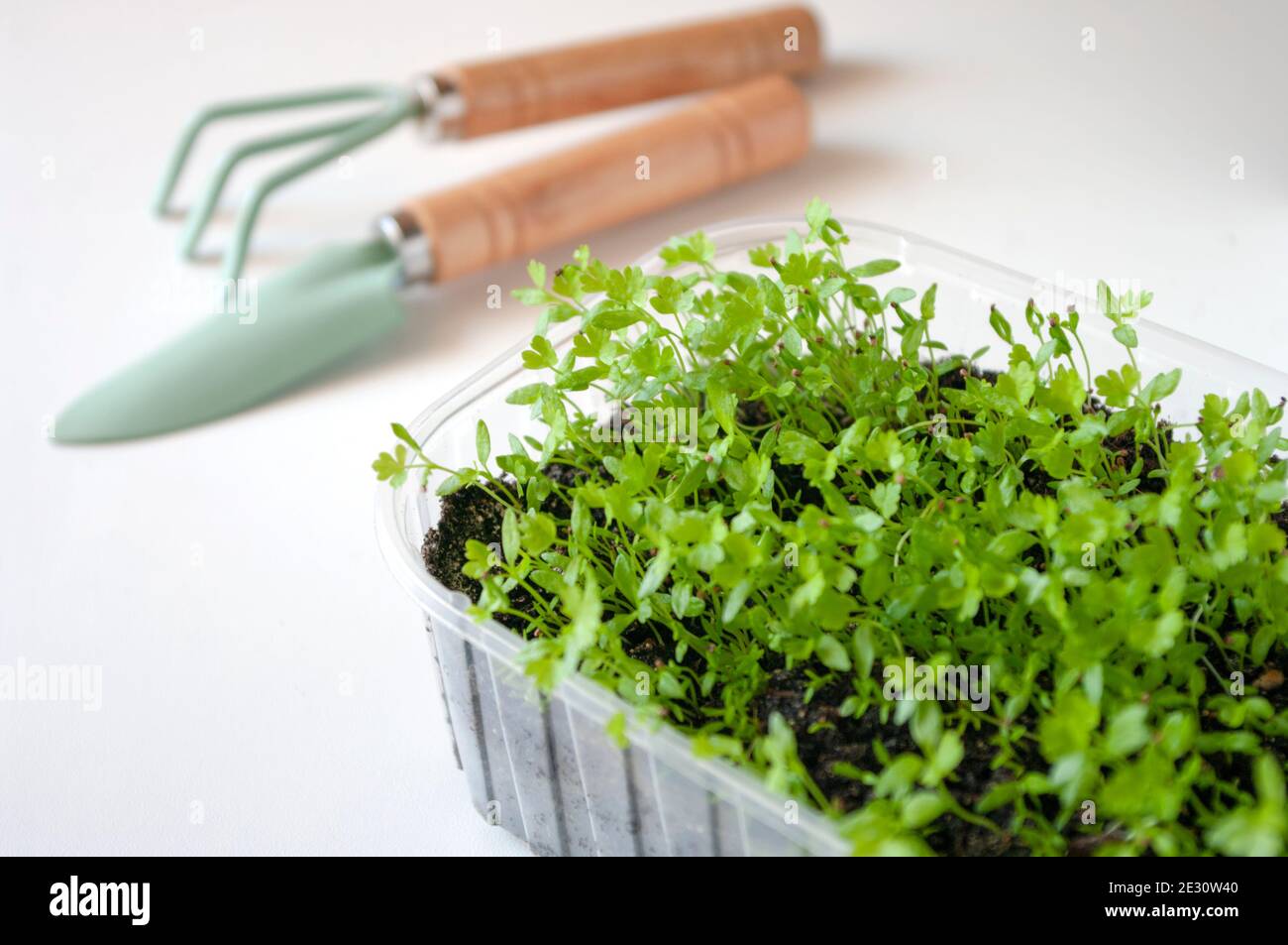 Seedling season, spring time, home garden plants and tools Stock Photo ...