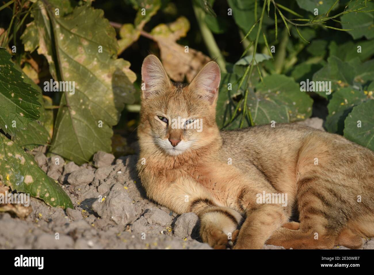 The jungle cat, also called reed cat and swamp cat, is a medium-sized ...