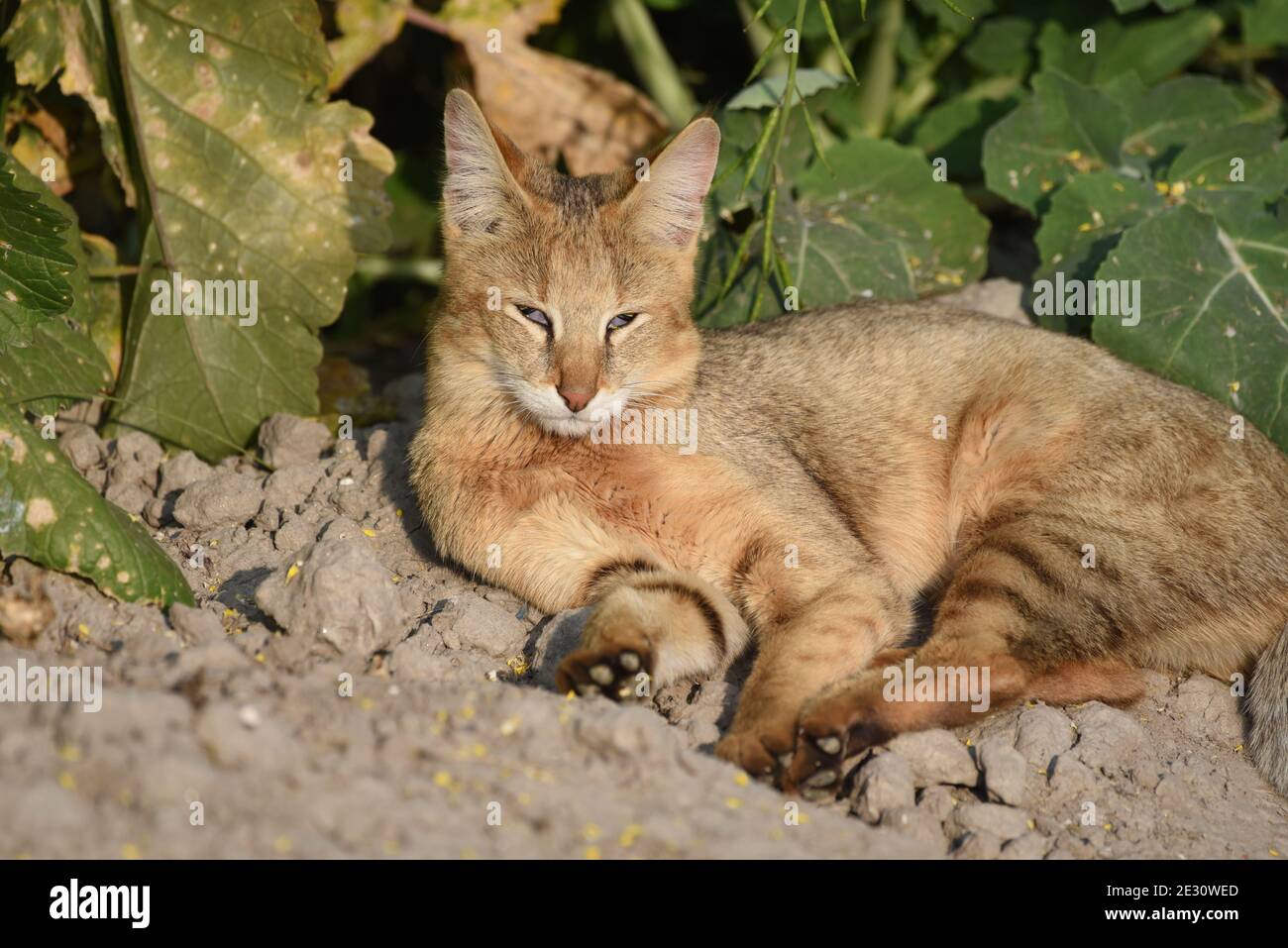 The jungle cat, also called reed cat and swamp cat, is a medium-sized ...