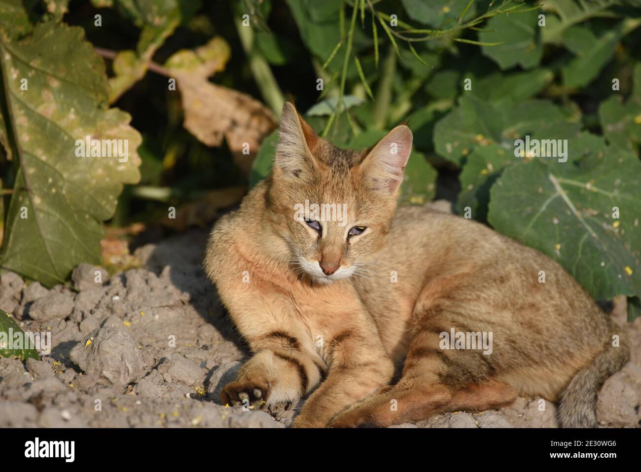 The jungle cat, also called reed cat and swamp cat, is a medium-sized ...