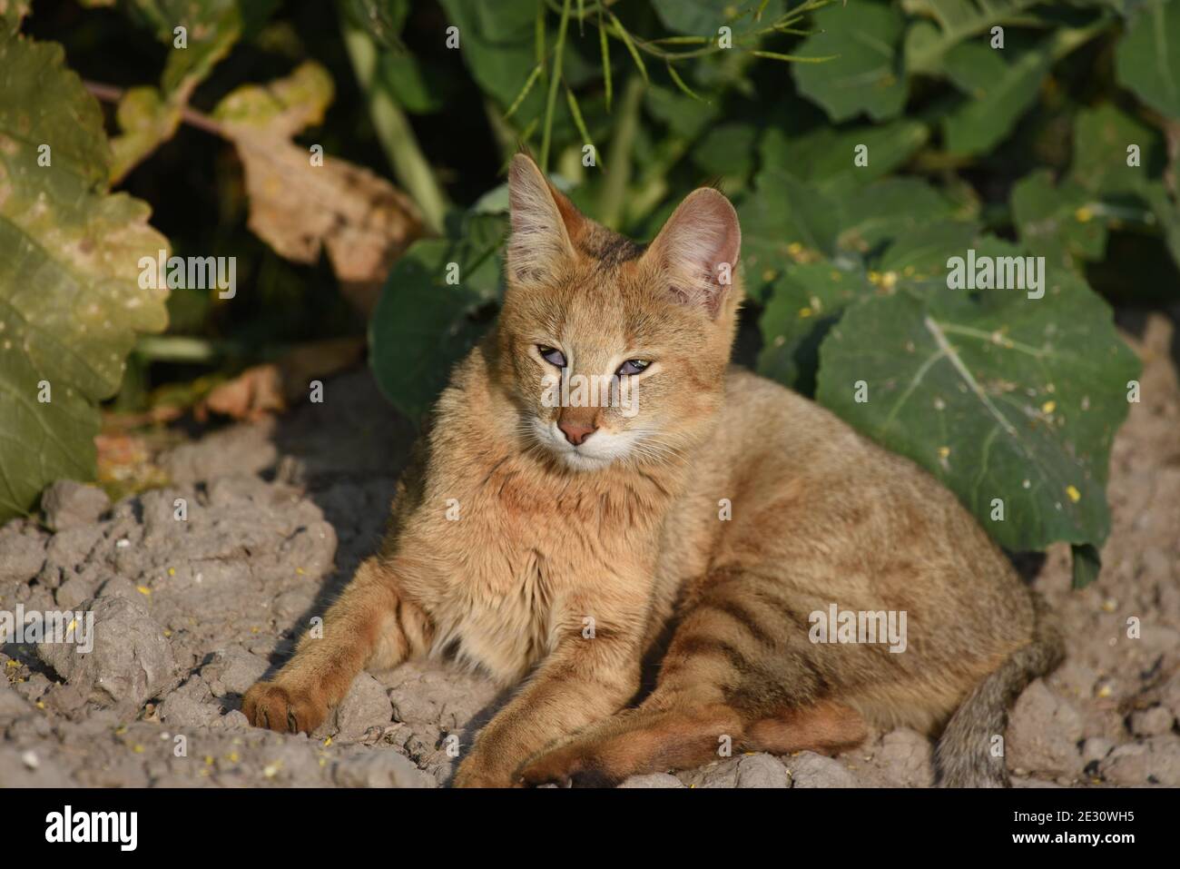 The jungle cat, also called reed cat and swamp cat, is a medium-sized ...