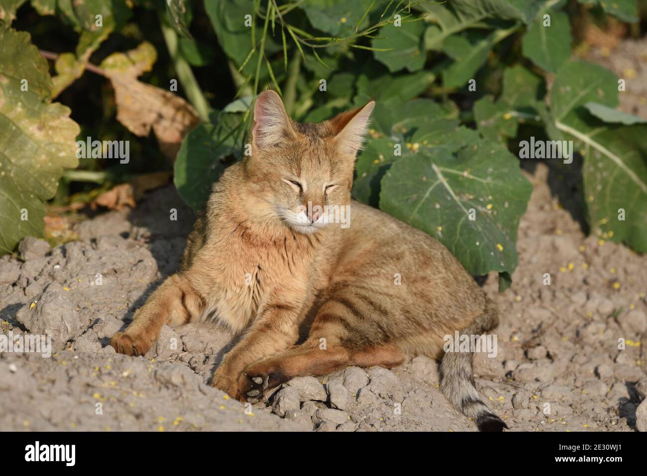 The jungle cat, also called reed cat and swamp cat, is a medium-sized ...