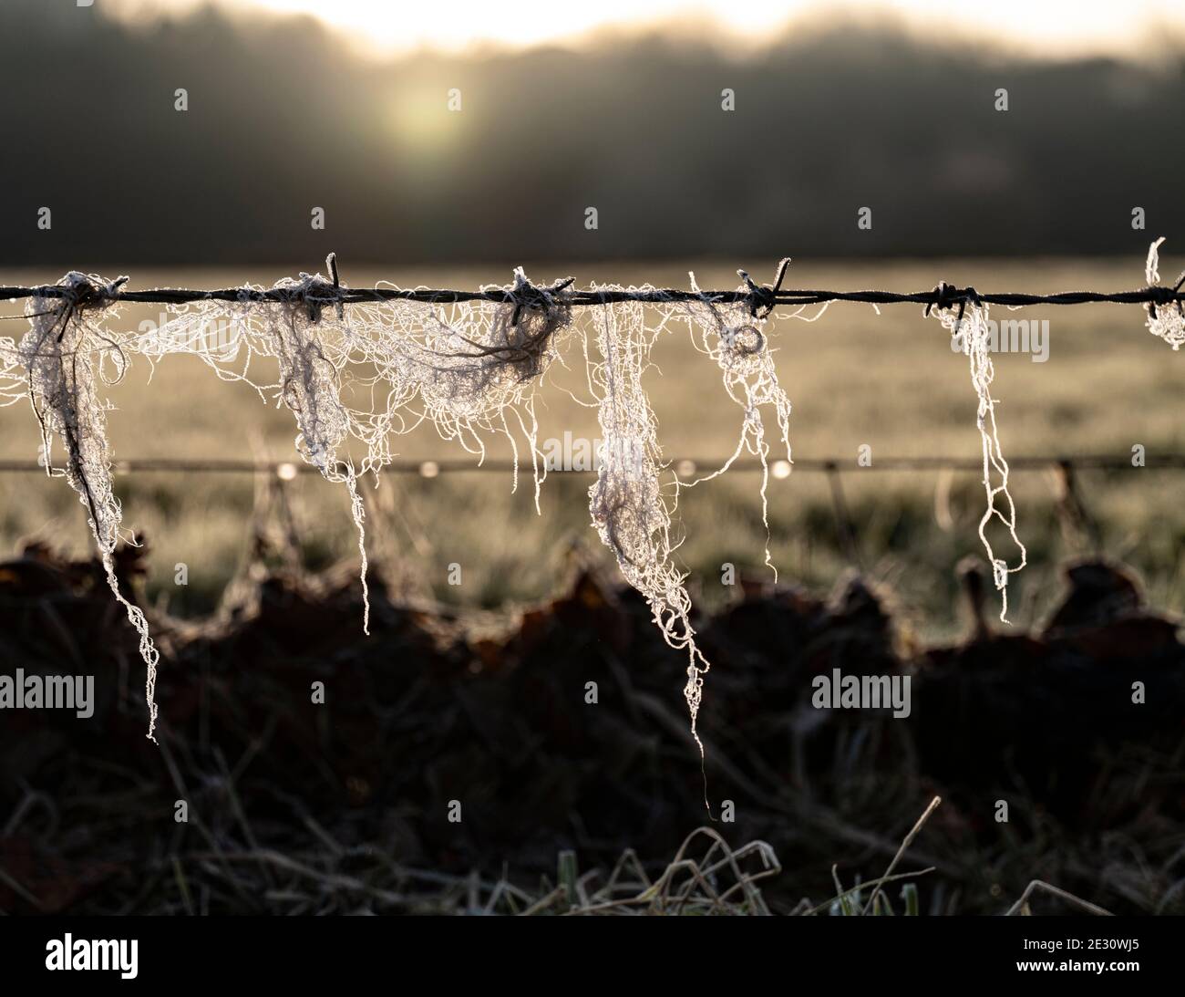 Strands of wool attached to a barbed wire fence, Ribble Valley ...