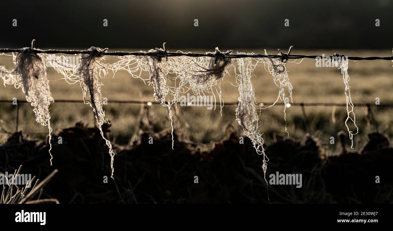Strands of wool attached to a barbed wire fence, Ribble Valley ...