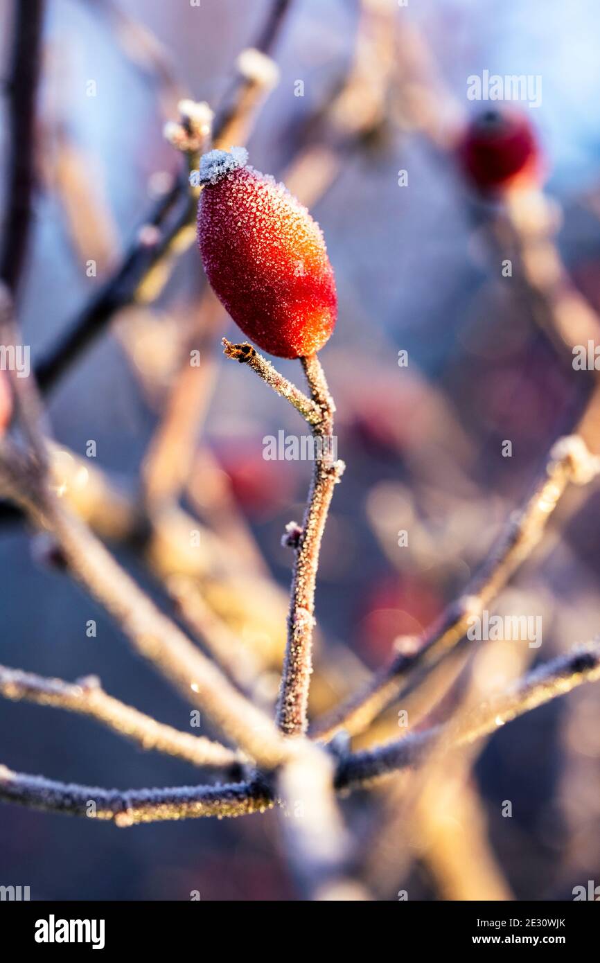 A close up portrait of a single frozen rose hip, haw or hep standing ...