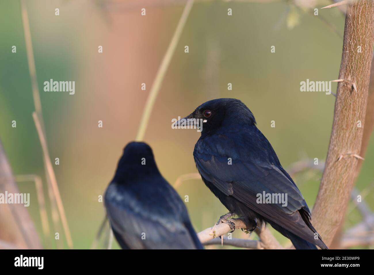 The black drongo is a small Asian passerine bird of the drongo family ...