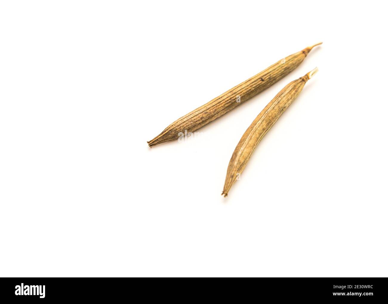 Two Egyptian Spinach Seed pods isolated on white background. Mulukhiyah ...